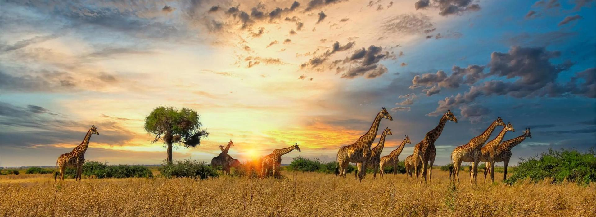 Great Safaris of Tanzania and Zanzibar Beach | Metro Travel